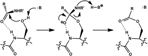 Protease Enzyme Structure