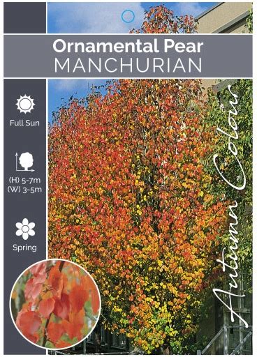 Pyrus Ussuriensis Manchurian Pear Echuca Plant Farm