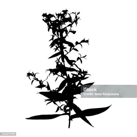 자연 필드 잔디의 각인 장식용 잔디는 흰색 배경에 요소를 격리했습니다 디자인 엽서 패턴에 적합합니다 스톡 벡터 일러스트레이션 0명에 대한 스톡 벡터 아트 및 기타 이미지