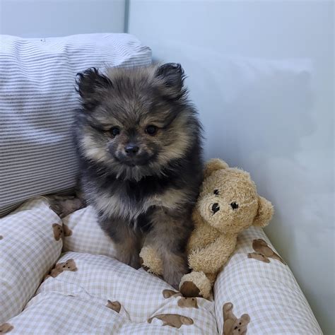 포메라니안 꼬맹이 푸숑책임분양 노르웨이숲책임분양 데본렉스책임분양 뱅갈책임분양 샴책임분양 셀커크렉스책임분양 스핑크스책임분양 아메리칸숏헤어책임분양 아메리칸컬책임분양 아비시니안