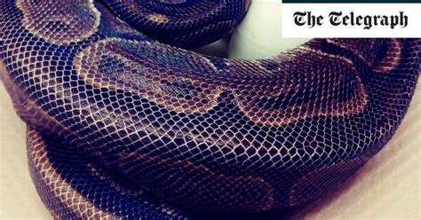 Python Mysteriously Lays Seven Eggs Despite Not Being Around A Male For Two Decades
