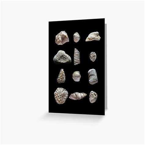 Paleozoic Marine Fossils From Ordovician And Silurian Periods