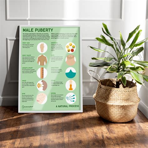 Male Puberty Poster Pshe School Education Chart Anatomystuff