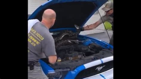 Fwc Officers Remove Large Burmese Python From Under Car Hood