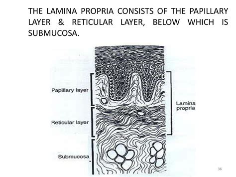 Ppt Oral Mucous Membrane Powerpoint Presentation Free Download Id