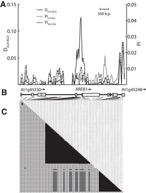 Partitioning Of Genetic Diversity In The Genomic Region Surrounding