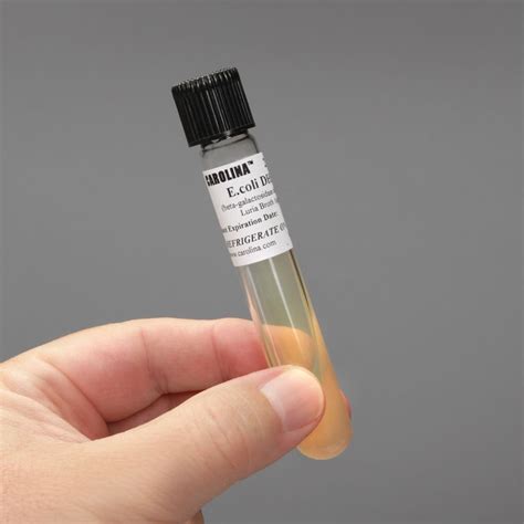 B Galactosidase Deficient E Coli Slant Culture Carolina Biological