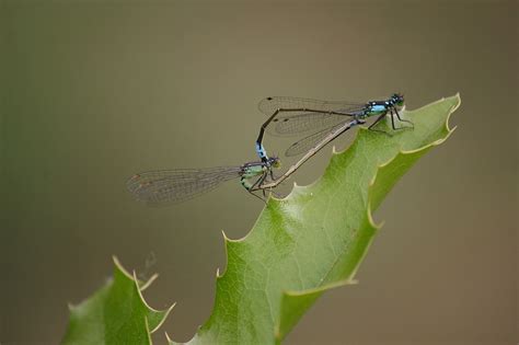 Damselflies 잠자리 곤충 Pixabay의 무료 사진 Pixabay