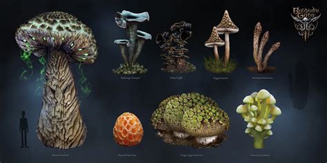 Fungus Forgotten Realms Wiki Fandom