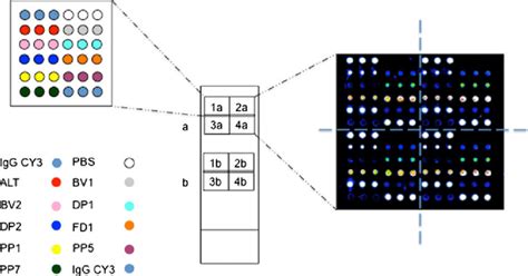 Spotting Scheme And Typical Result Of The Allergen Microarray Two
