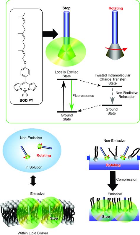 Rotational Behaviors Of Molecular Rotor Composed Of Download Scientific Diagram