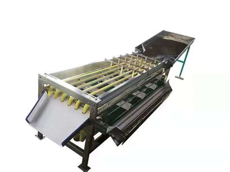 blueberry processing sorting grading classify machine line olives