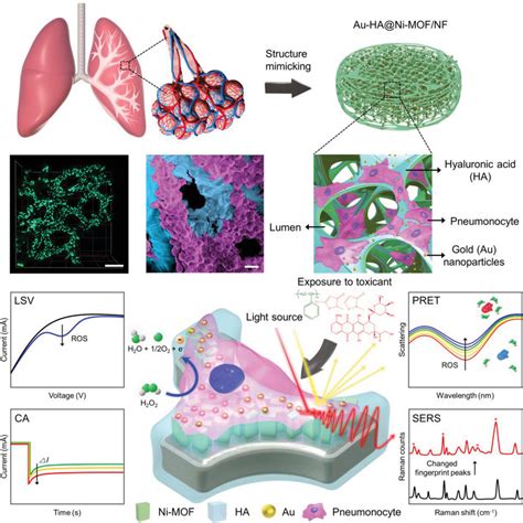 Overall Schematic Illustrations Of Cellular Response Multifunctional