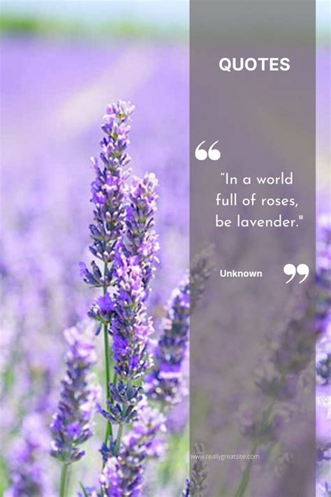 Best Lavender Quotes And Captions To Inspire You Simplybeyondherbs