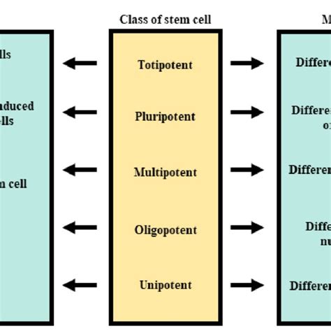 The Potential Of Stem Cell Differentiation Depends On The Source Of
