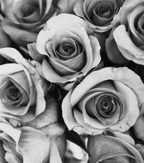 Роза черно белая 72 фото