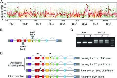 mapping of the bsl1 locus and analysis of alternative transcript