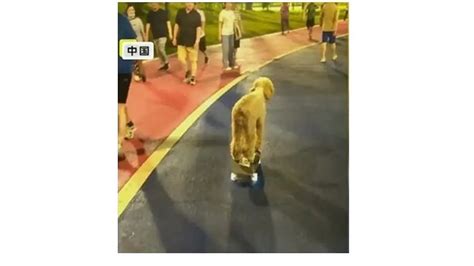 Viral Video Anjing Kendarai Sepeda Untuk Jalan Jalan Ini Bikin Gemas Hot Liputan6 Com