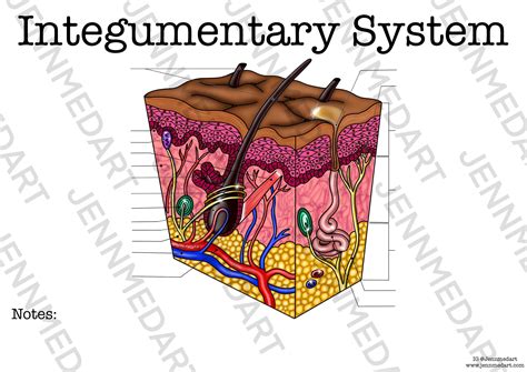 Integumentary System Anatomy Worksheet Single FILLABLE Digital Download Human Anatomy Notes