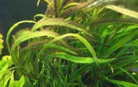 АнтиБородин - альтернатива Cidex (Сайдекс) - для аквариума против ...