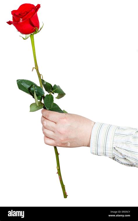 Male Hand Giving One Flower Red Rose Isolated On White Background