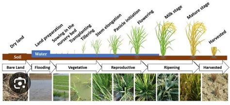 Rice Growth Stage Classification Via Rf Based Machine Learning