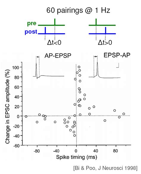 3 1 3a Classical Experiment To Show Stdp 1 3b Triplet Of Spikes Download Scientific