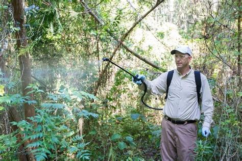 SS AGR 127 AG259 Herbicides To Kill Invasive Trees In Home Landscapes And Surrounding Natural Areas