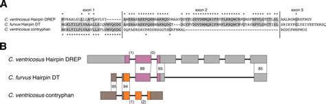 Hairpin Doppelganger Toxins Evolved By Exon Shuffling Of The Cone Snail Download Scientific