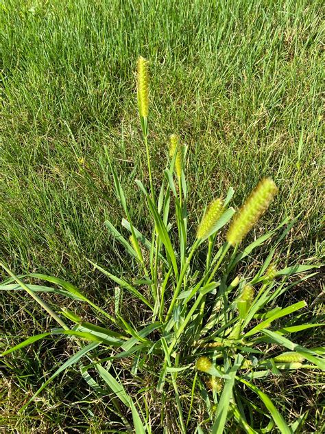 How To Get Rid Of Foxtail In Lawn Complete Guide To Foxtail Control Lawn Phix
