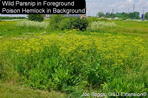 Get A Head Start On Controlling Poison Hemlock And Wild Parsnip