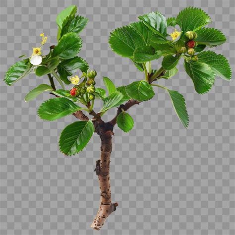 A Fig Tree With A Flower And The Word Strawberry On It Premium Ai Generated Psd