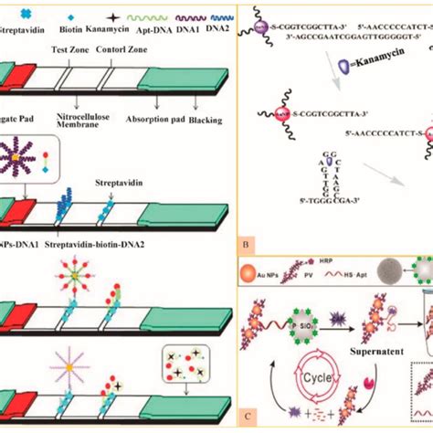 A Schematic Figure Showing System Alignment And Detection Principle Download Scientific