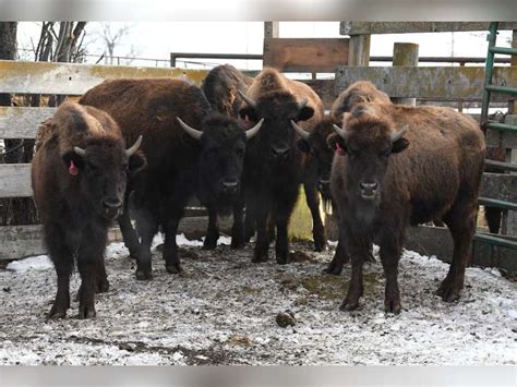 LAZY JC BISON RANCH FALL YEARLING HEIFERS Quality Auction Services