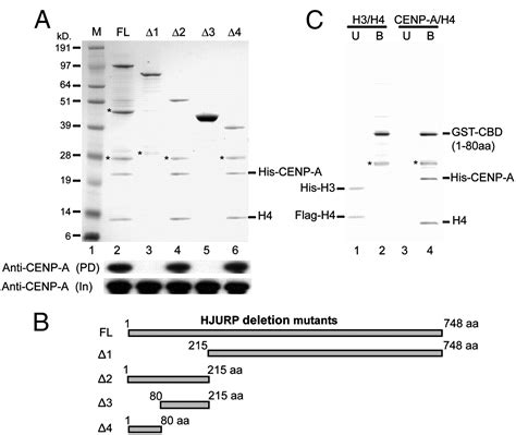 Hjurp Binds Cenp A Via A Highly Conserved N Terminal Domain And Mediates Its Deposition At
