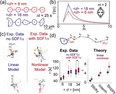 Quantitative Theoretical Modeling Of Migrating Cells Use Of Precisely Download Scientific