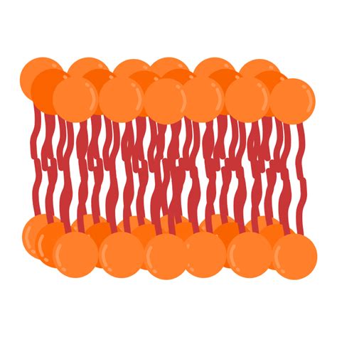 Hydrophobic Vs Hydrophilic Molecules Examples And Applications