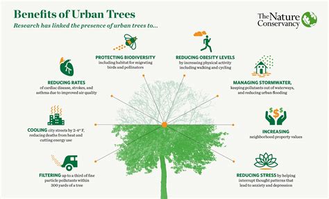 Urban Nature And Tree Cover Affects Public Health PepNewz