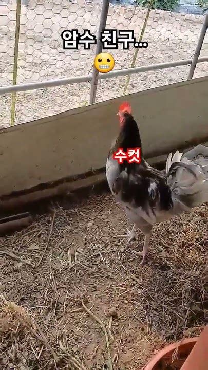 같이 태어나 자란 암수친구😮청계 암컷 수컷 몸크기 볏크기 틀려🫥 Youtube