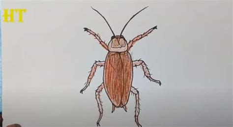 How To Draw A Cockroach Step By Step Entertainment For All