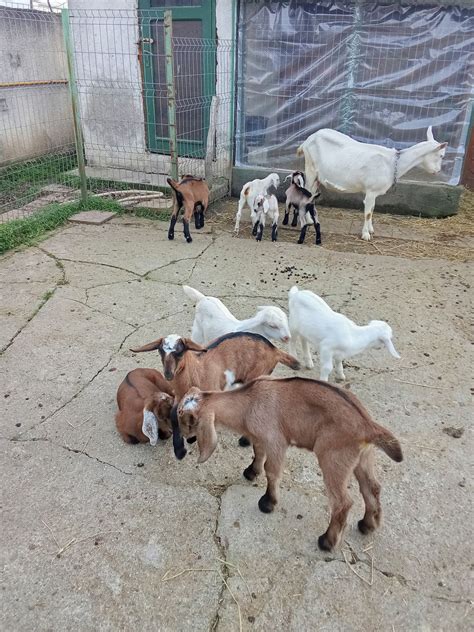 Vând Iezi Din Mame Saanen și Alpine Franceze Cu țap Anglo Nubian Tartasesti • Olx Ro