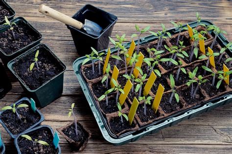 Premium Photo Transplanting Tomato Sprouts