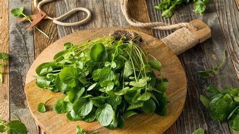 How To Plant Grow And Harvest Watercress Bunnings Australia