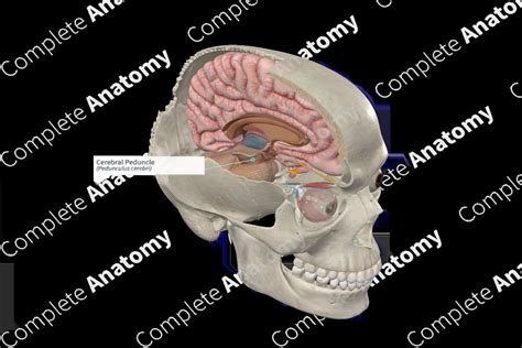 Cerebral Peduncle Complete Anatomy