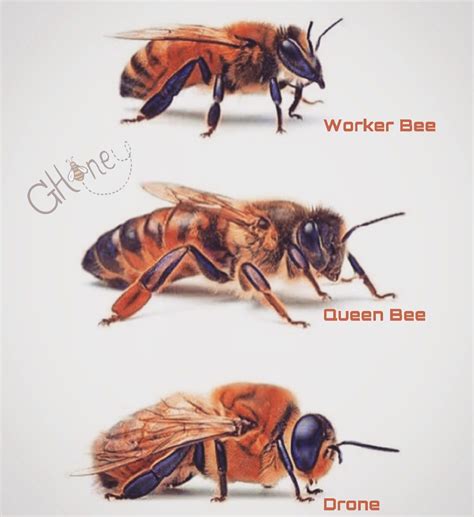 Ghoney Това са главните герои в кошера Пчела