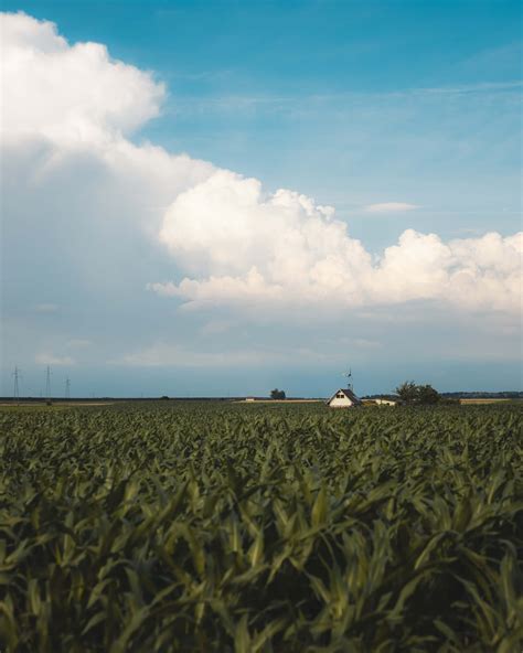 무료 사진 옥수수 옥수수 밭 농업 농가 농장 농지 평지 농촌 공장 필드