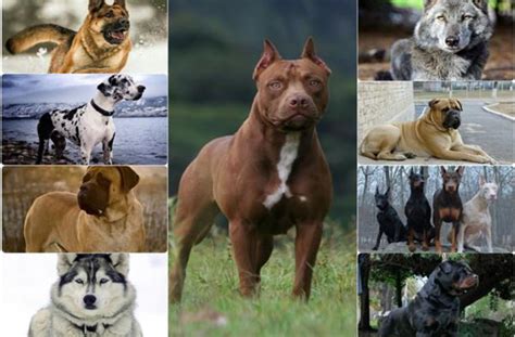 كلاب للتبني في فلسطين 🐕🐶 سوال في انواع كلاب ممنوع تدخل فلسطين