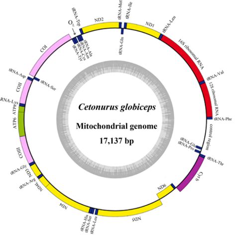 一网打尽——线粒体基因组高级分析 知乎