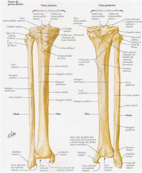 Anatomía De La Tibia Proximal