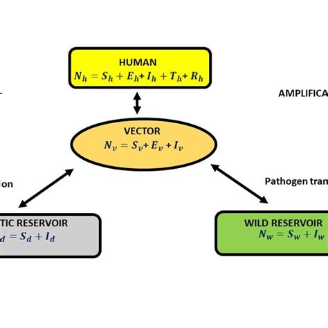 Schematic Diagram Of The Modeling Interaction Of Pathogen Transmission